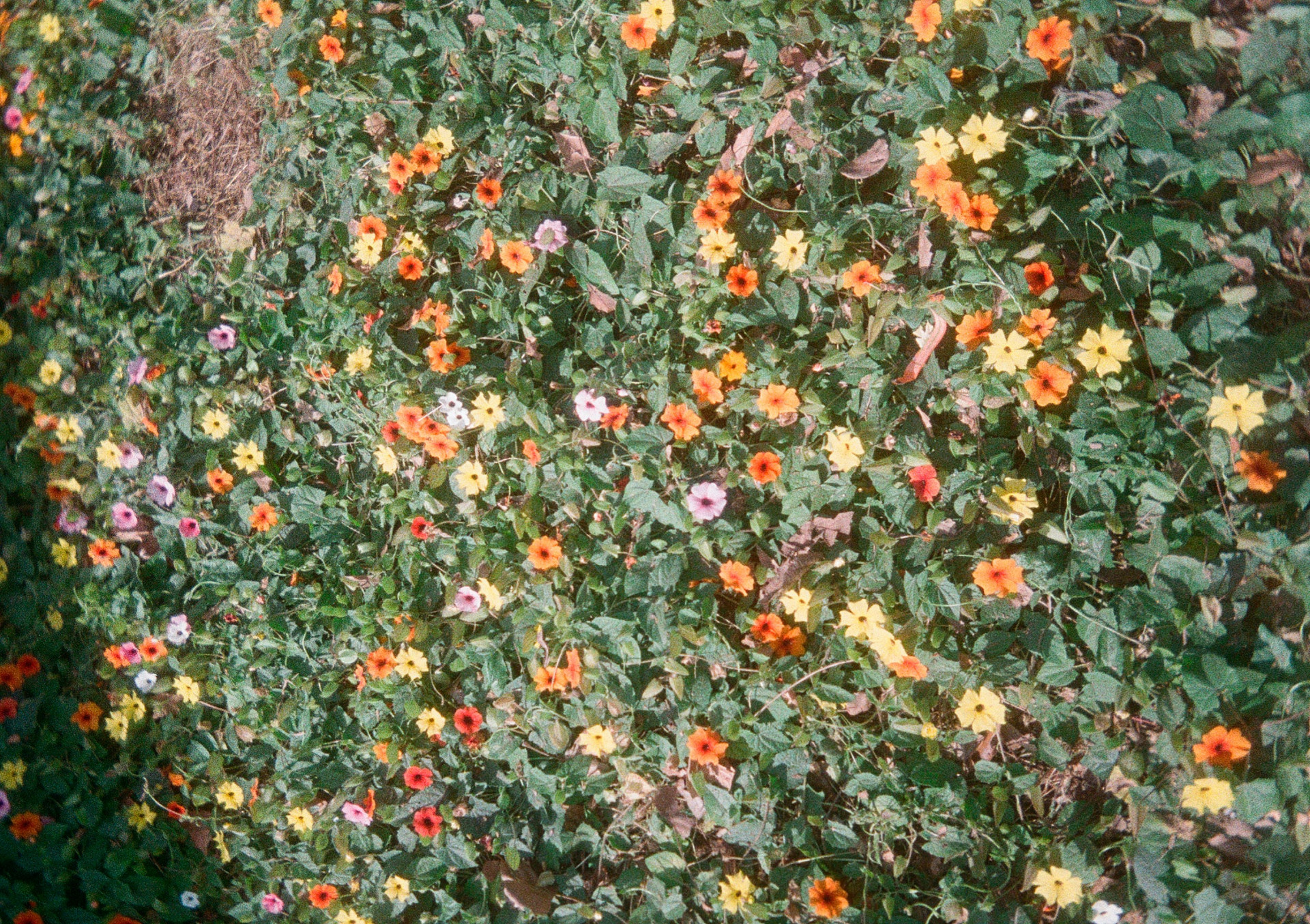 Skønne prydbuske til et harmonisk havemiljø